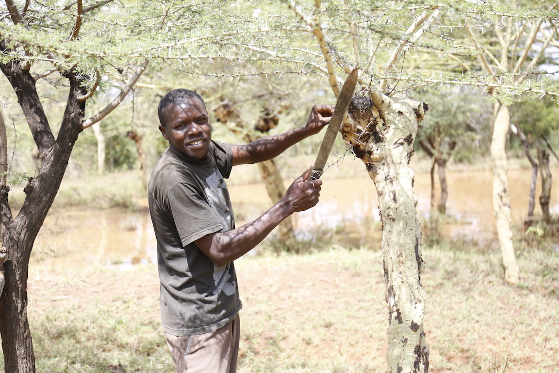 Acacia Trees Cushion Family from Drought Agony | Kenya | World Vision ...