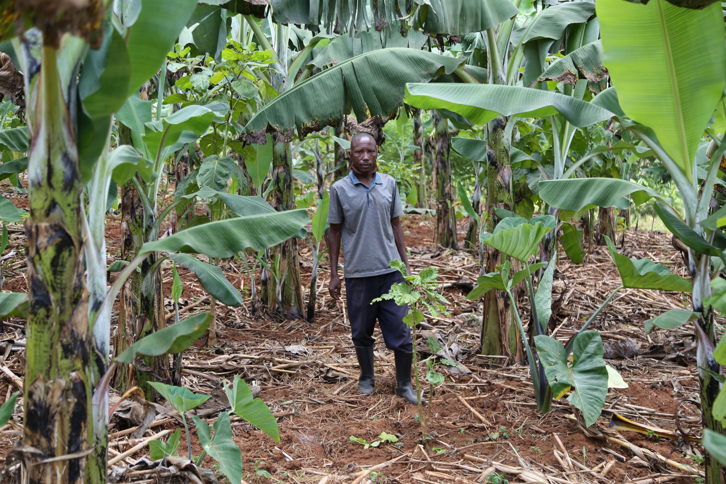 Improving food security & livelihoods for smallholder farmers | Rwanda ...