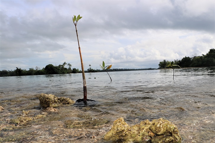 Children plant mangrove trees to address climate change | Papua New ...