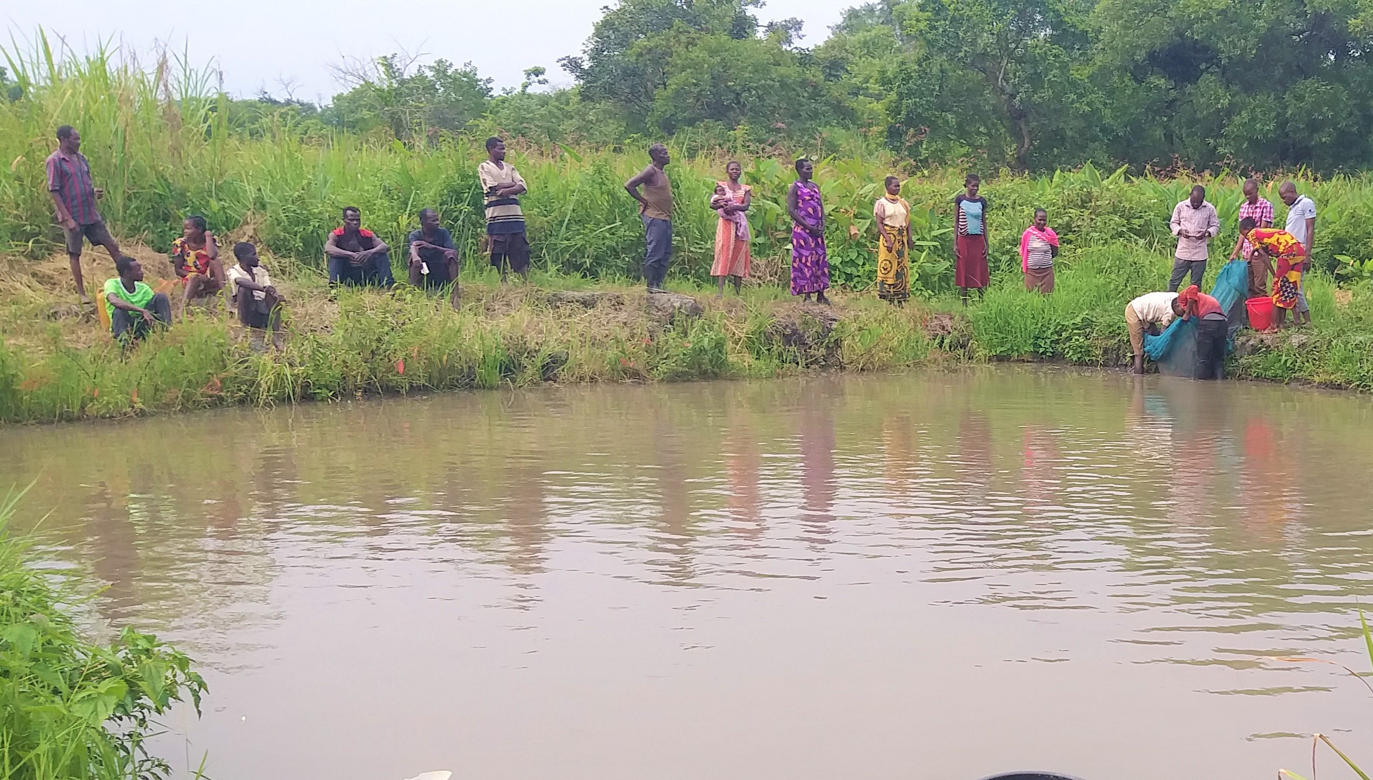 Women farmers transform South Sudan’s marshlands into fish farms and ...