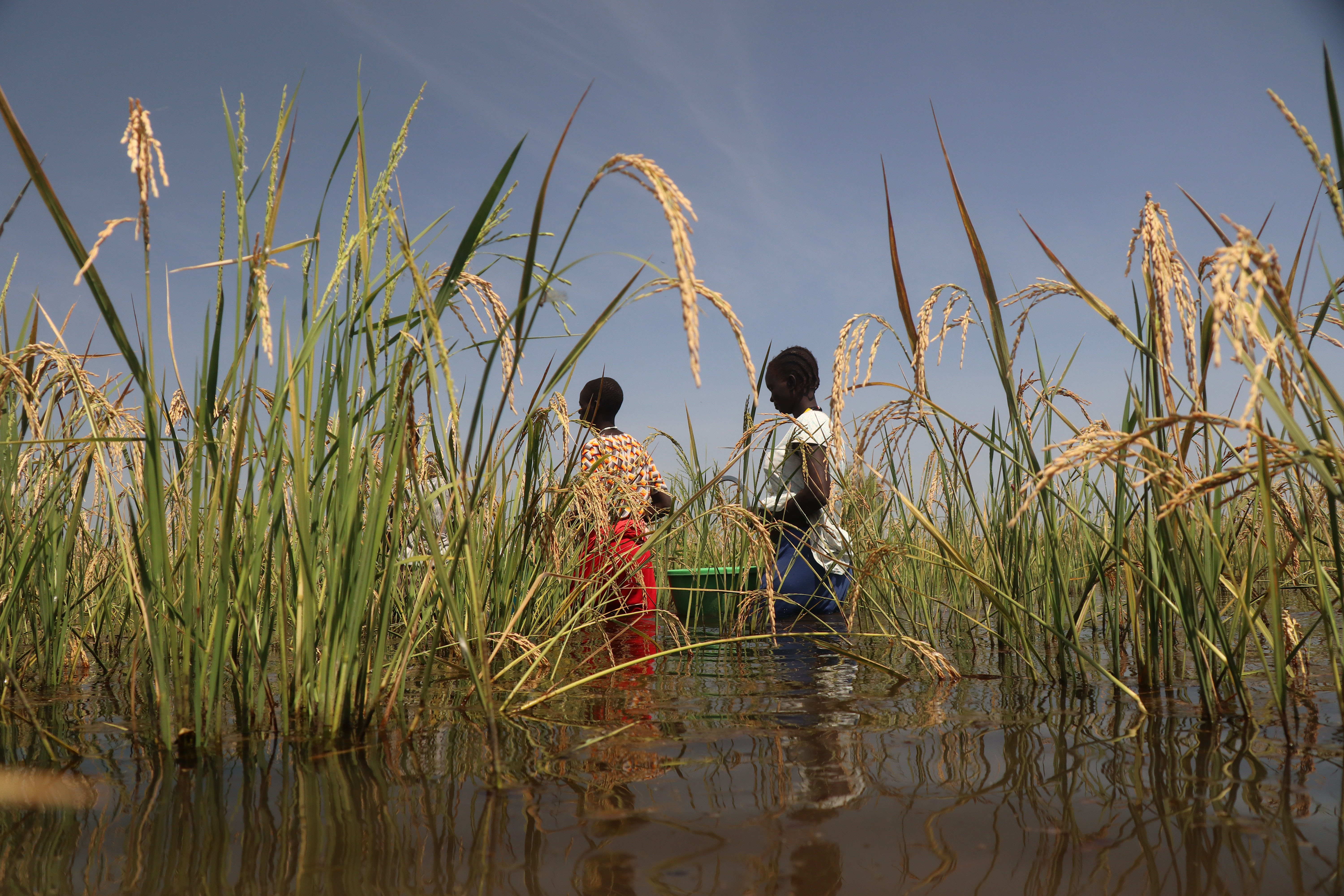 Hope rises as rice grows in flood-prone areas in rural South Sudan ...