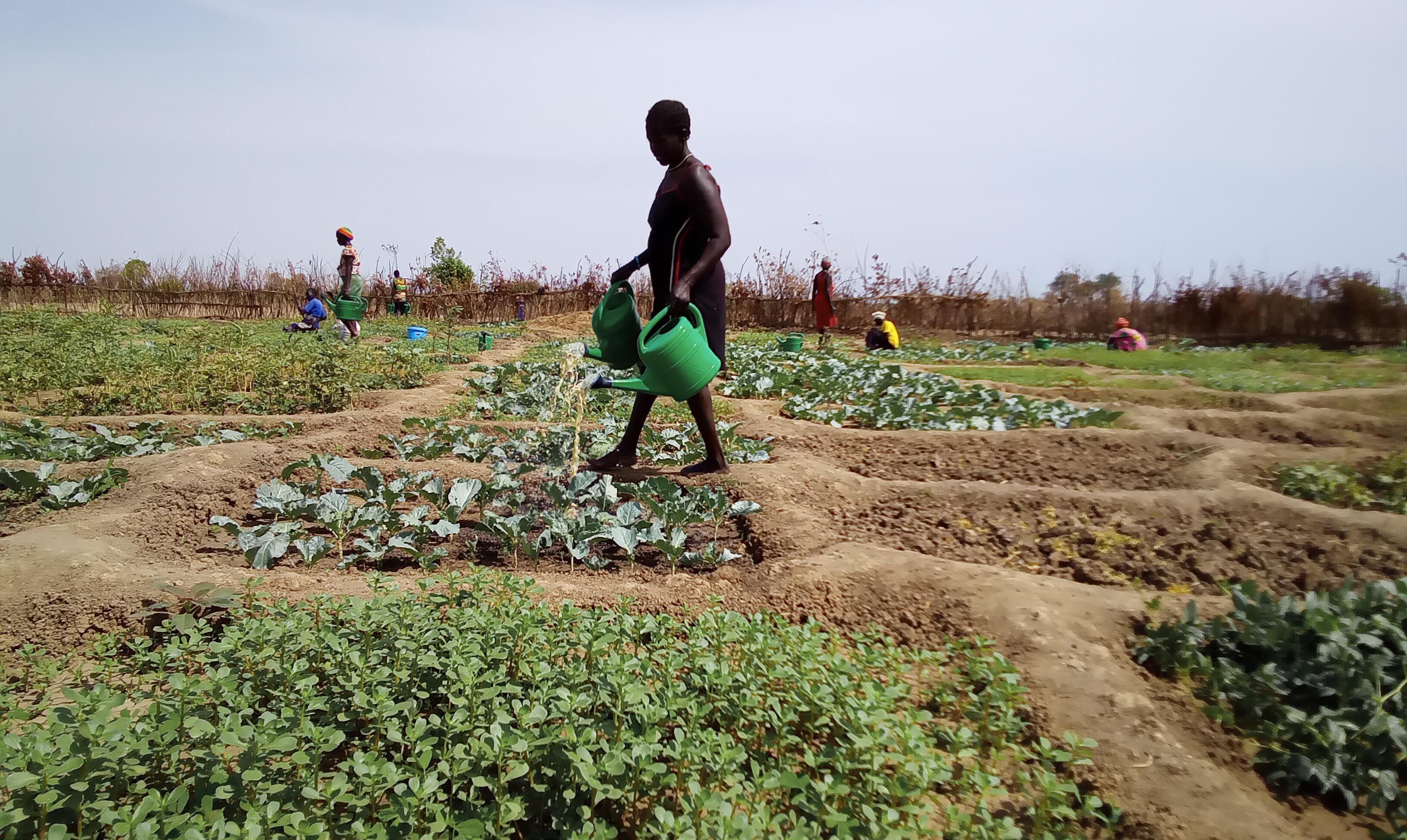 South Sudan’s dry season vegetable production: A booster against ...