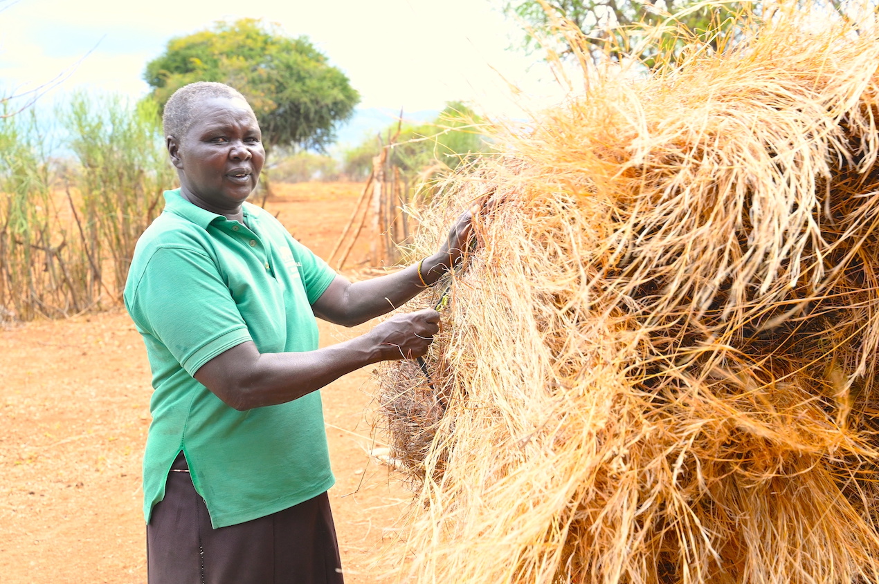 Trees strengthen resilience of smallholder farmers to climate change ...