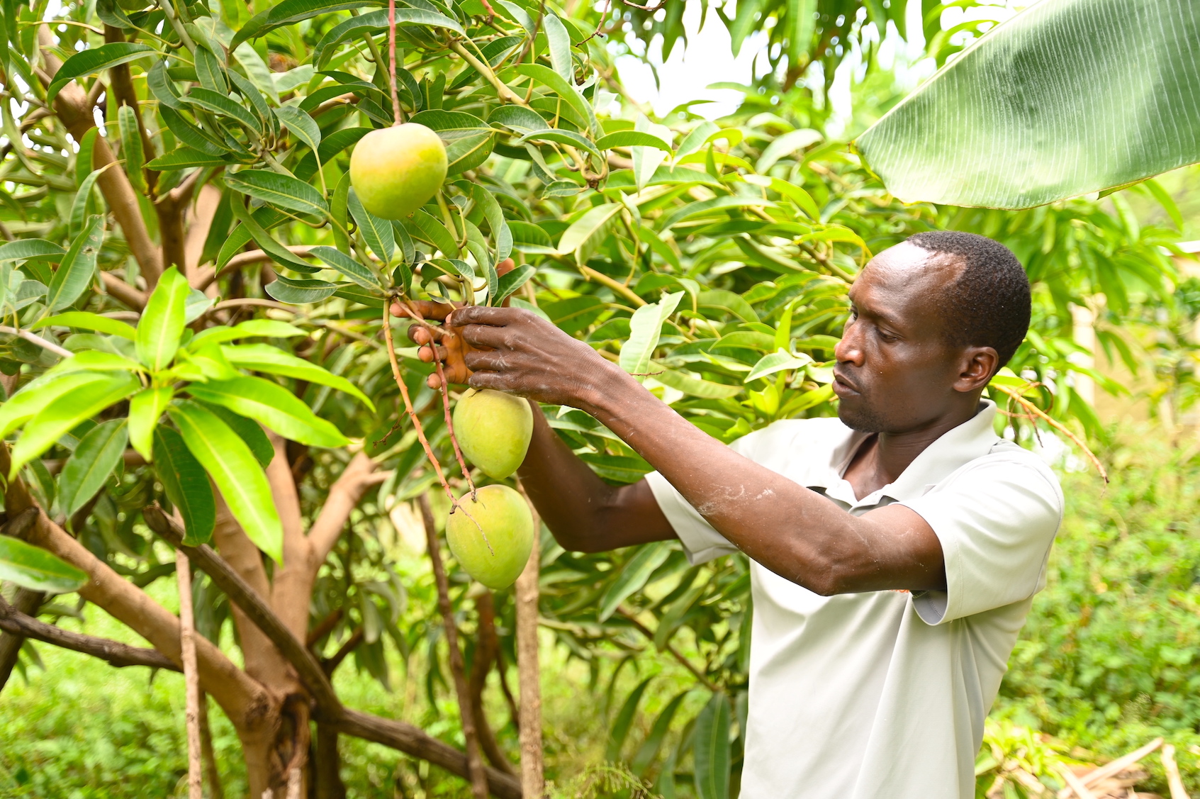 Trees offer sustainable livelihoods for families in Elgeyo Marakwet ...