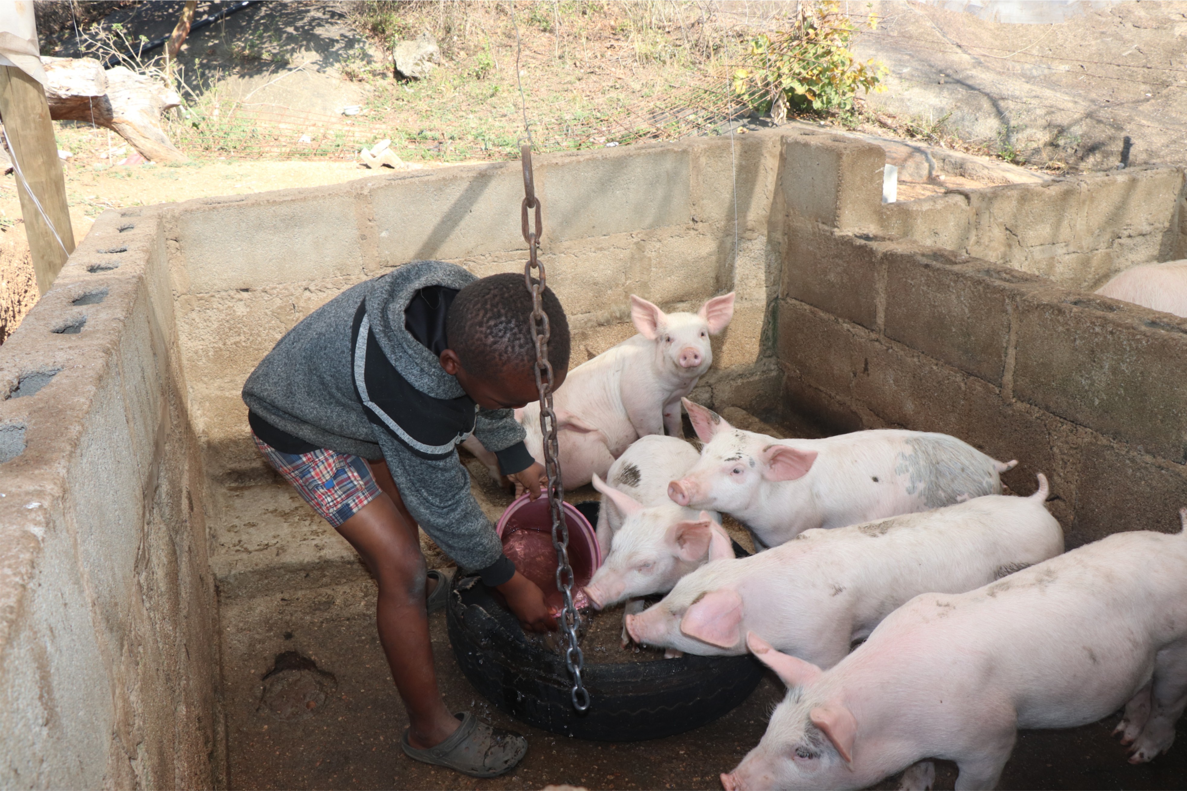 How a Gifted Sow Transformed a Family's Future | Eswatini | World ...