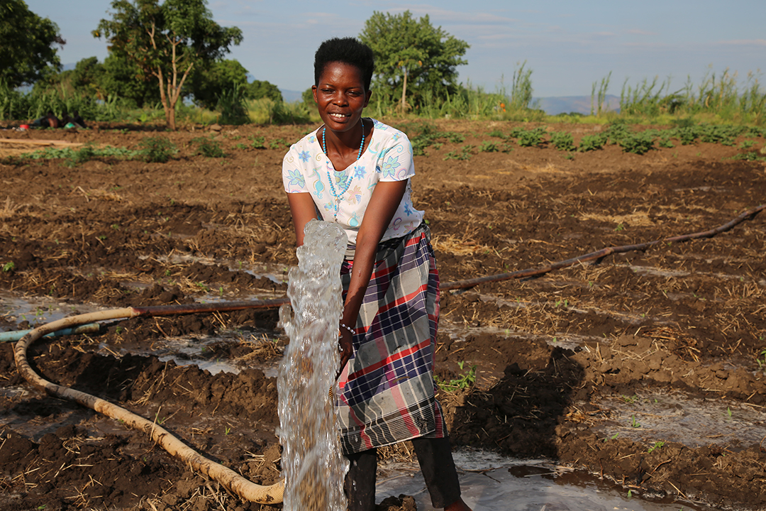 Malawi Farmers Embrace Irrigation and Crop Diversification to Counter ...