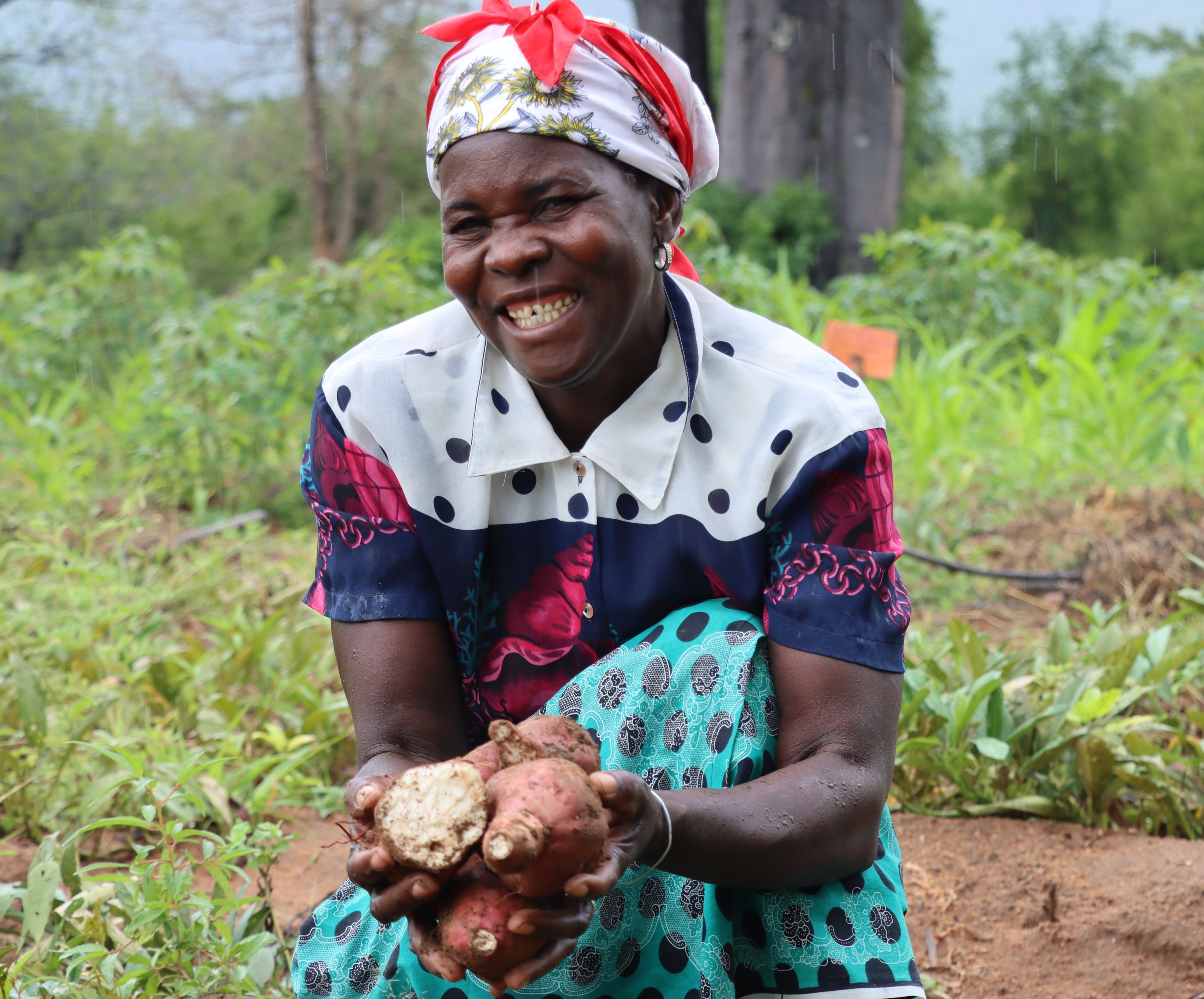 Field School: A Transformation for Sustainability and Food Security in ...