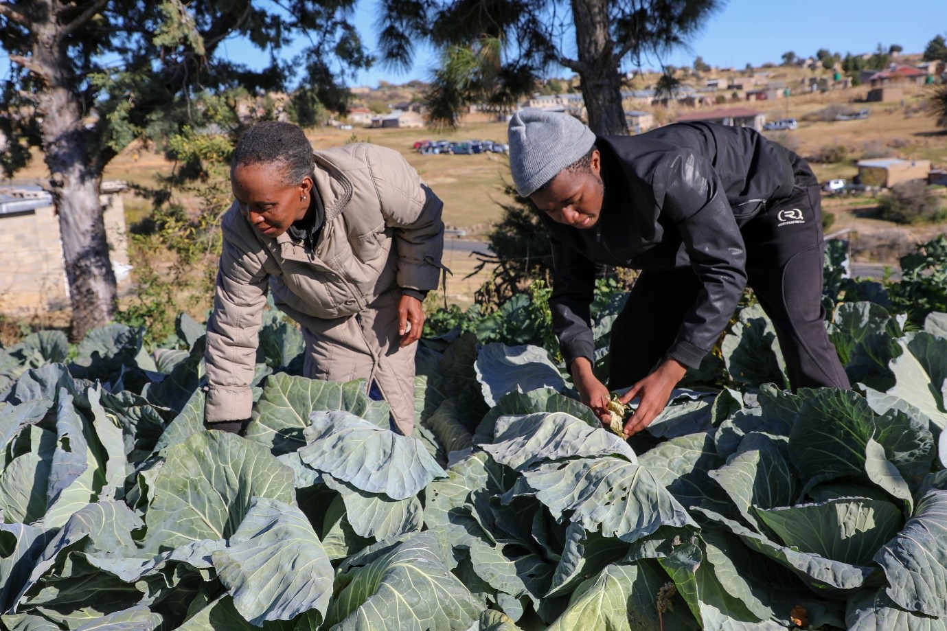 How Savings for Transformation Helped the Ha Maphohloane community in ...
