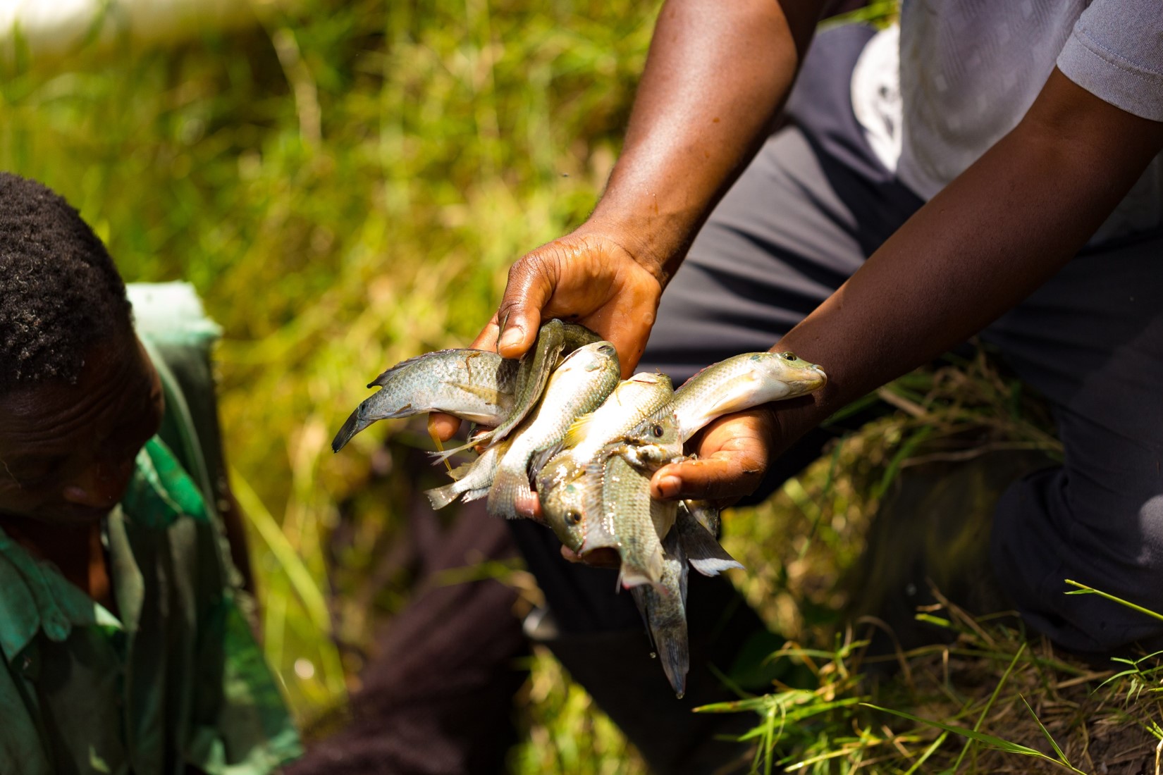 From Pond to Plate: How Fish Farming is Nourishing Families in Malawi ...