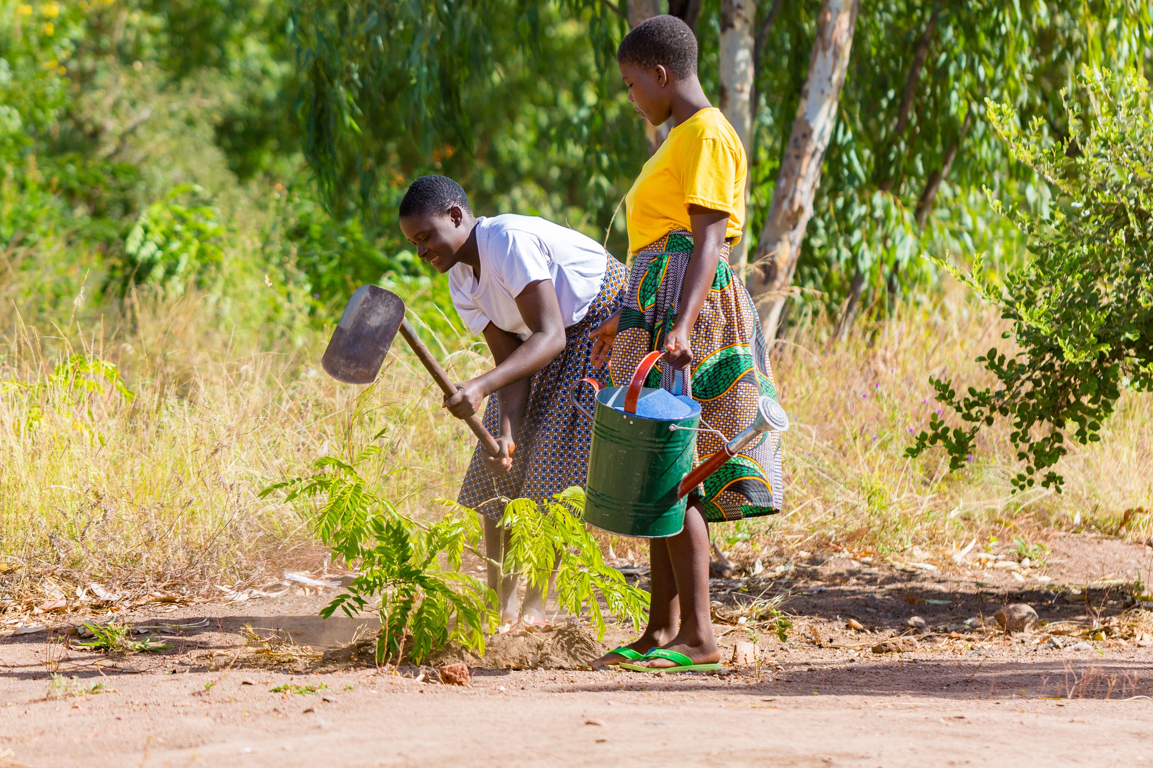 Impact Plus Club Engages Youth in Environmental Restoration | Malawi ...