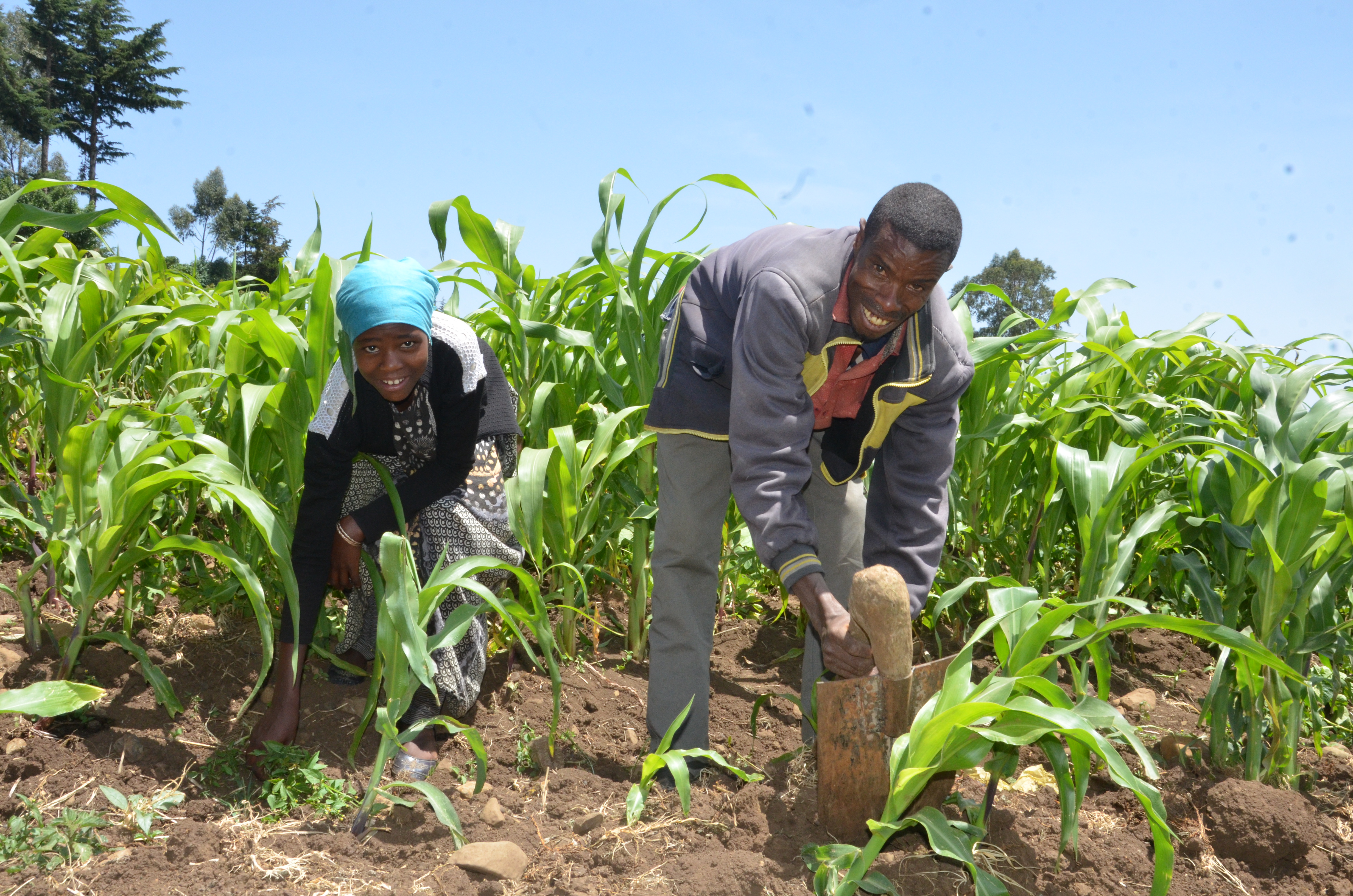 Emergency seeds enables Ethiopian farmers to feed their children ...