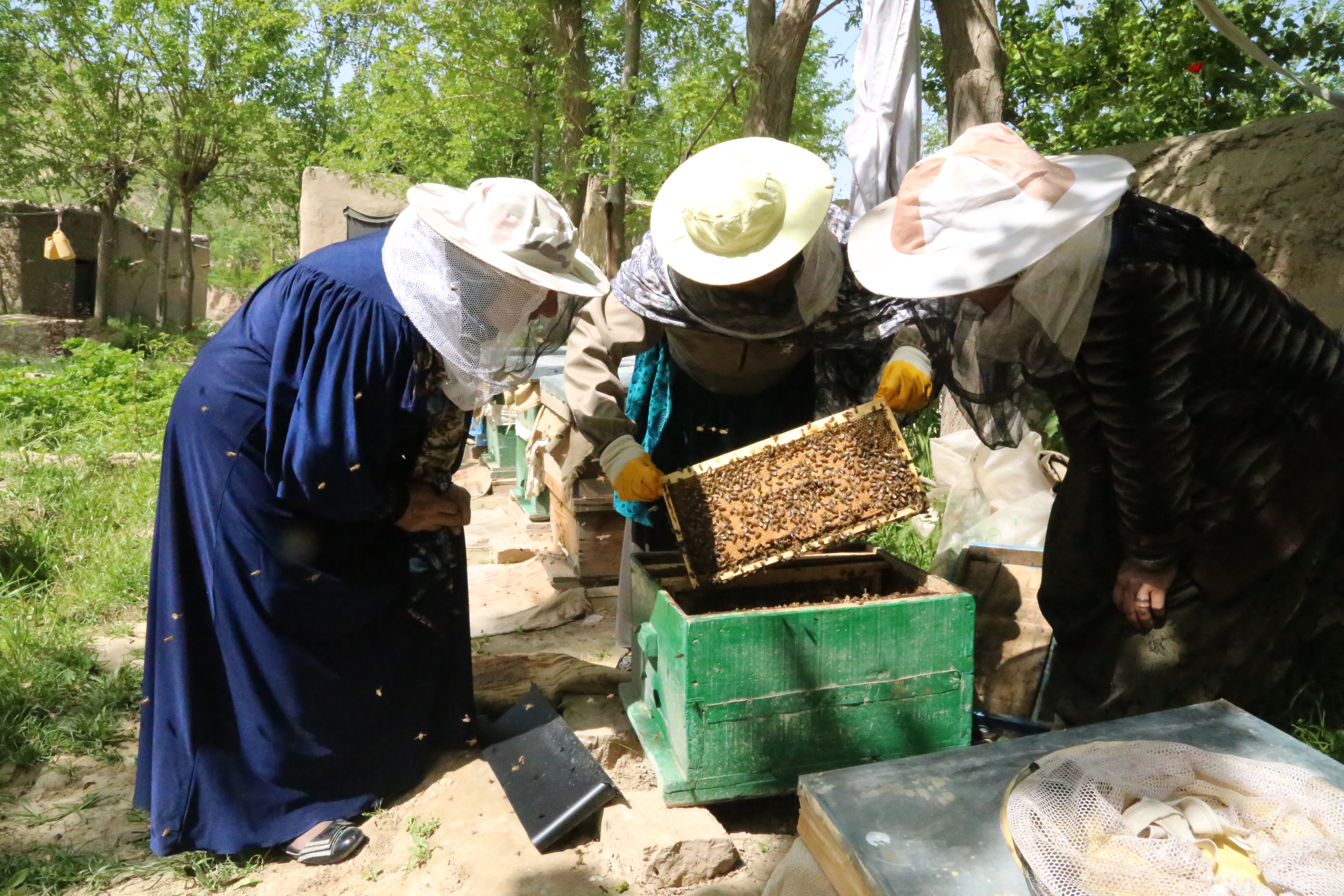 Beekeeping/ Apiculture generating incomes | Resilience and Livelihoods ...