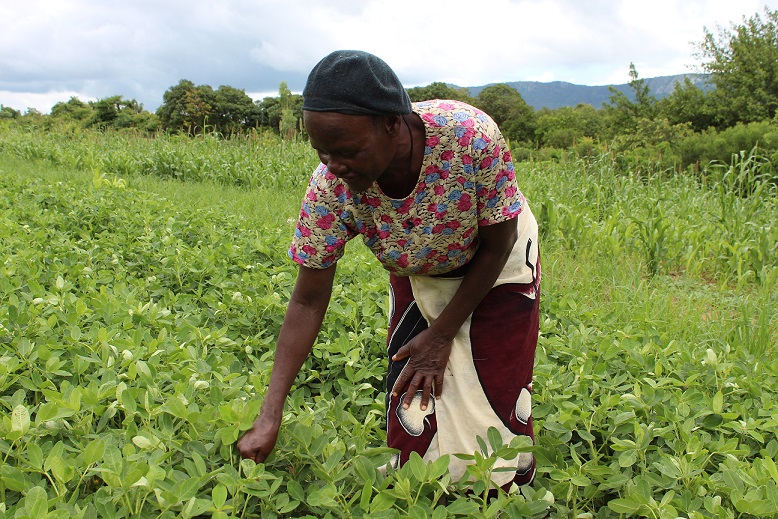 Intensive Farming In Zimbabwe - Farm House