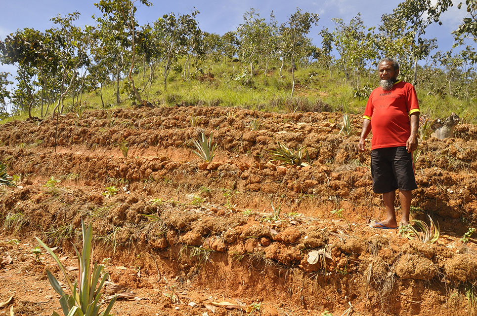 Timor-Leste terrain recovers from the ashes of 'slash and burn' | Timor ...