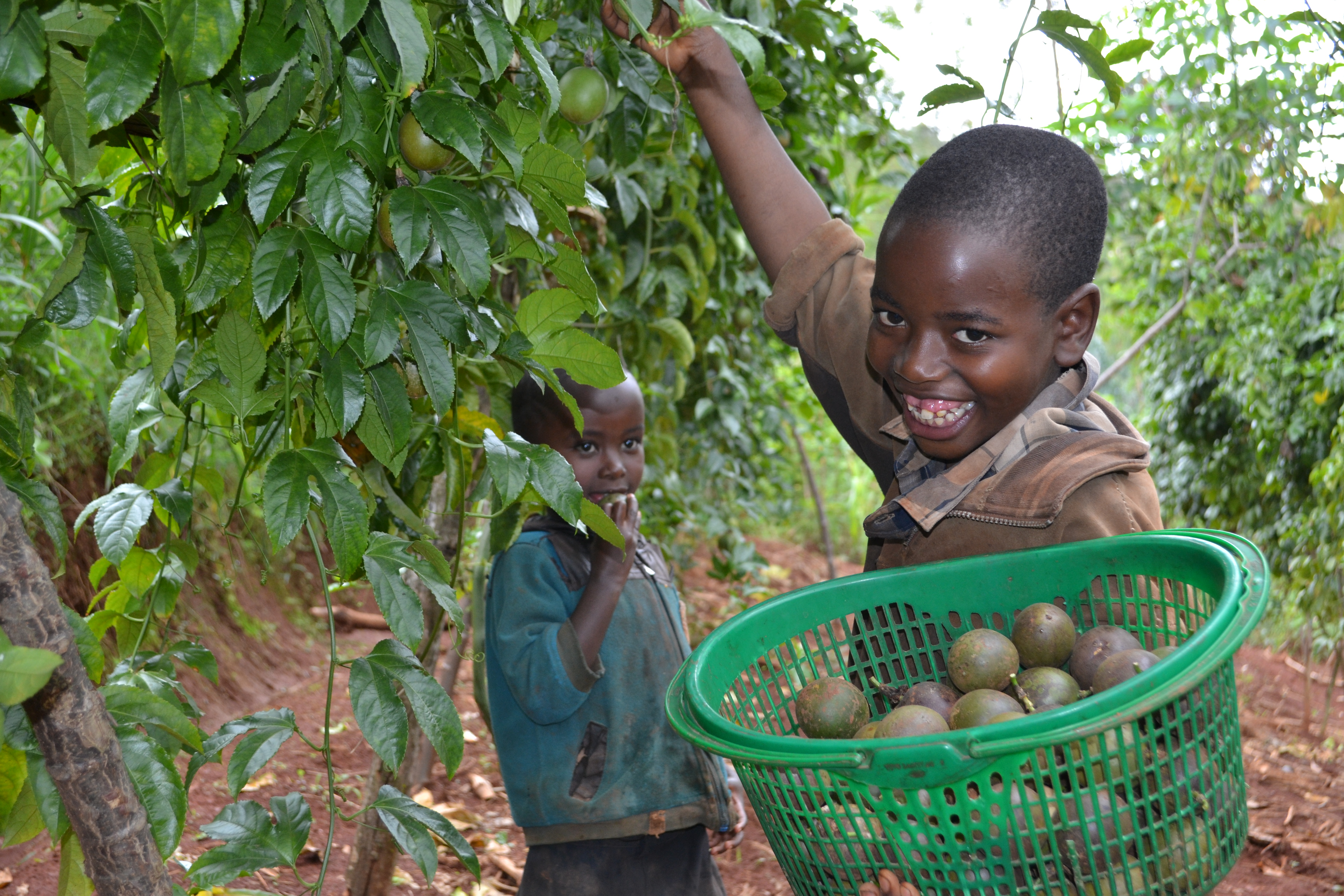 Fruit for Economic Development | Burundi | World Vision International