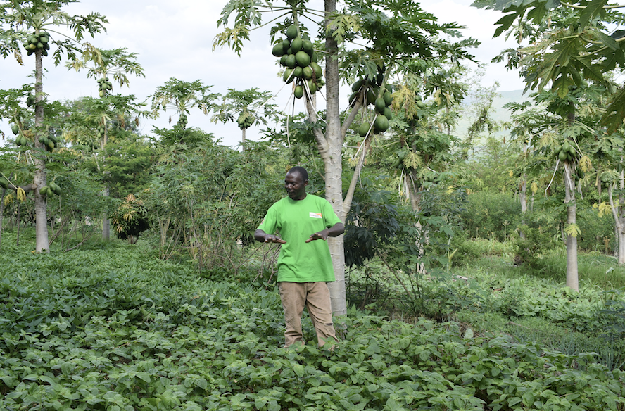 Low Cost Technique to Boost Forest Cover in Africa | Kenya | World ...