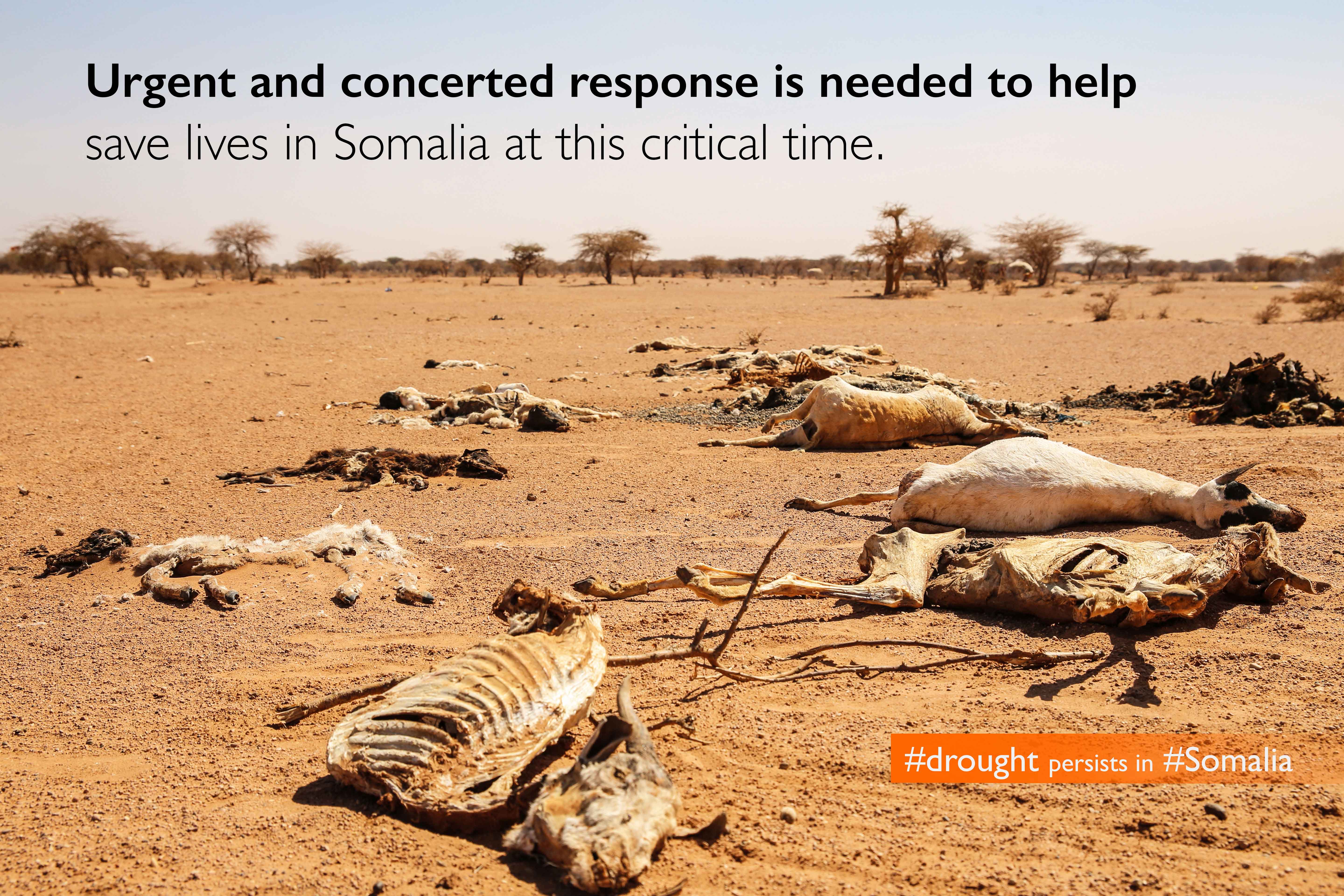 Drought in Somalia | Somalia | World Vision International