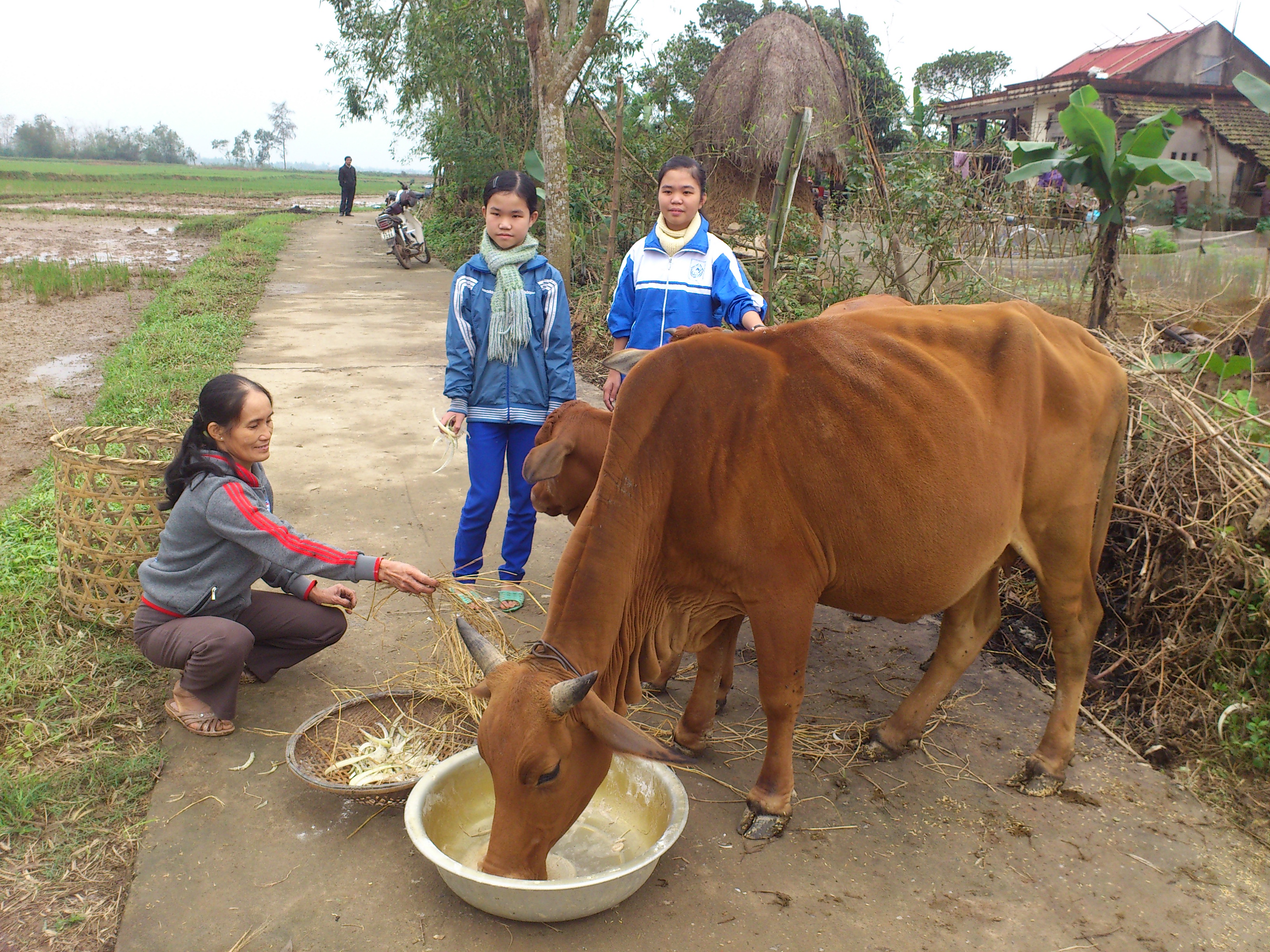 Cows Lead the Way to University | Vietnam | World Vision International