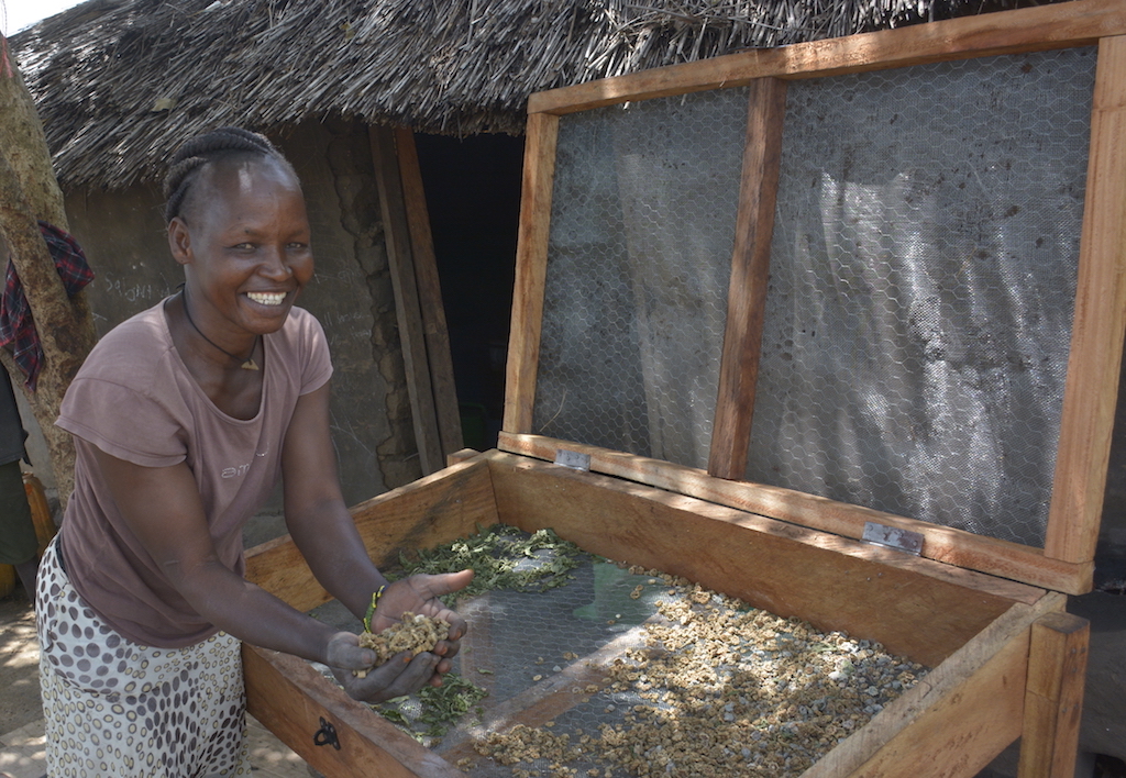 Solar dryers transform the way farmers preserve and market their ...