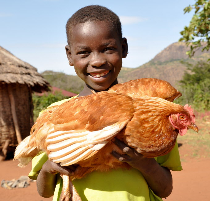 Les projets d’aviculture villageoise | Senegal | World Vision International