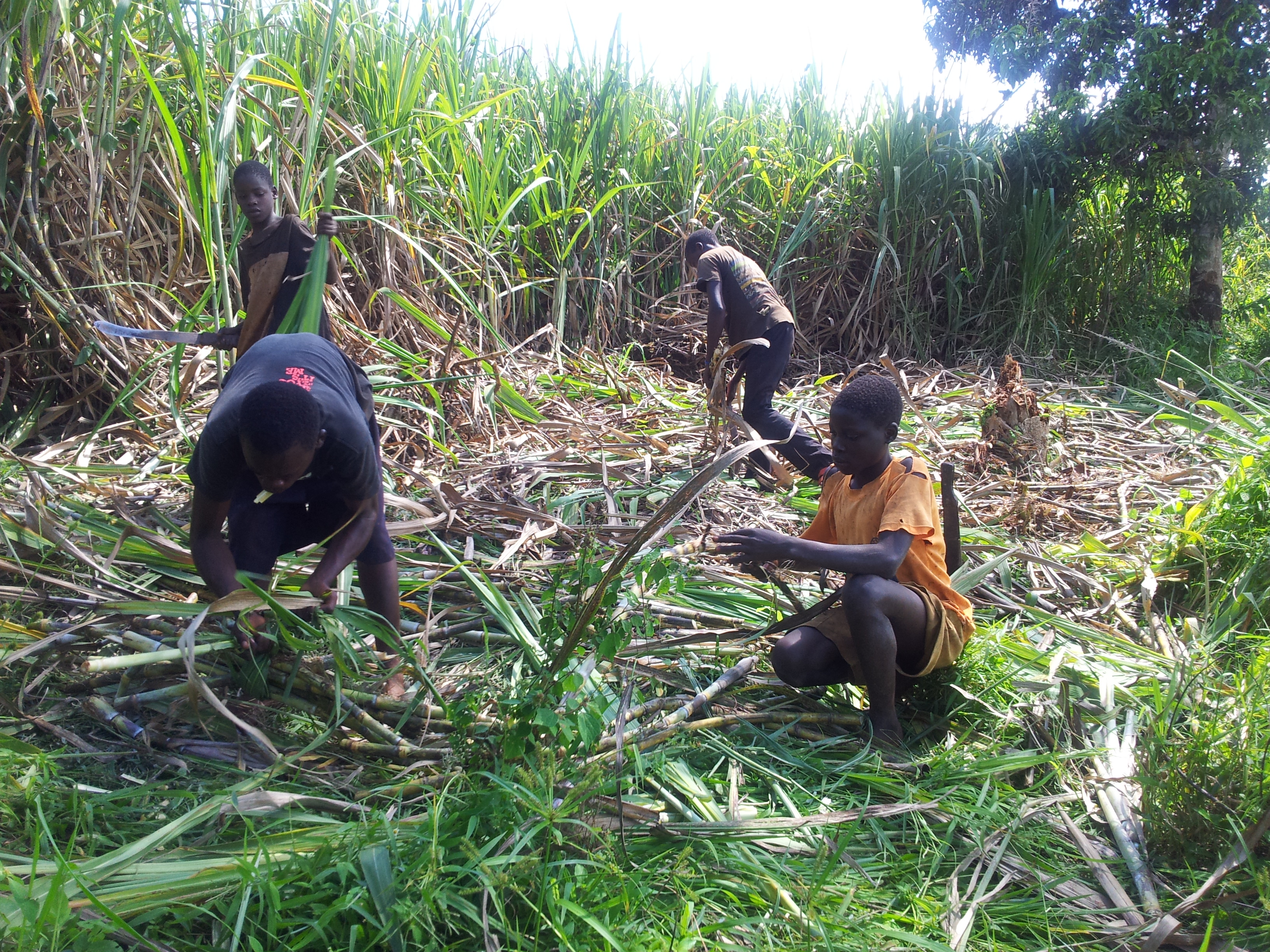 Over 500 children are engaged in Child Labour in Mukono district ...
