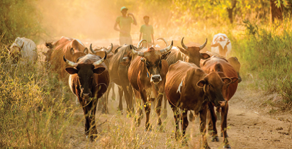 My son's life for a cow | World Vision International