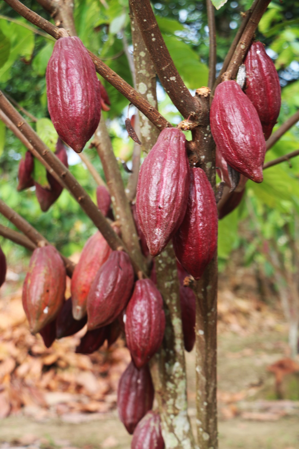 Harvesting Hope: World Vision's Impact on Communities Through ANCP ...