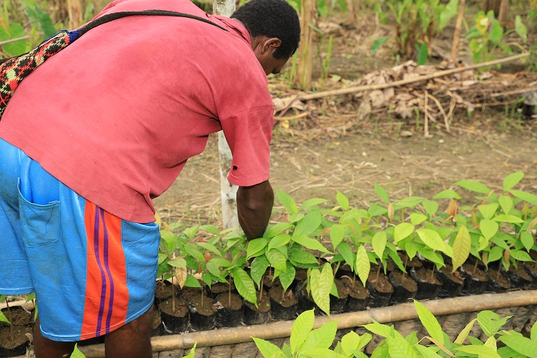 Livelihood program creates new interest in cocoa farming | Papua New ...