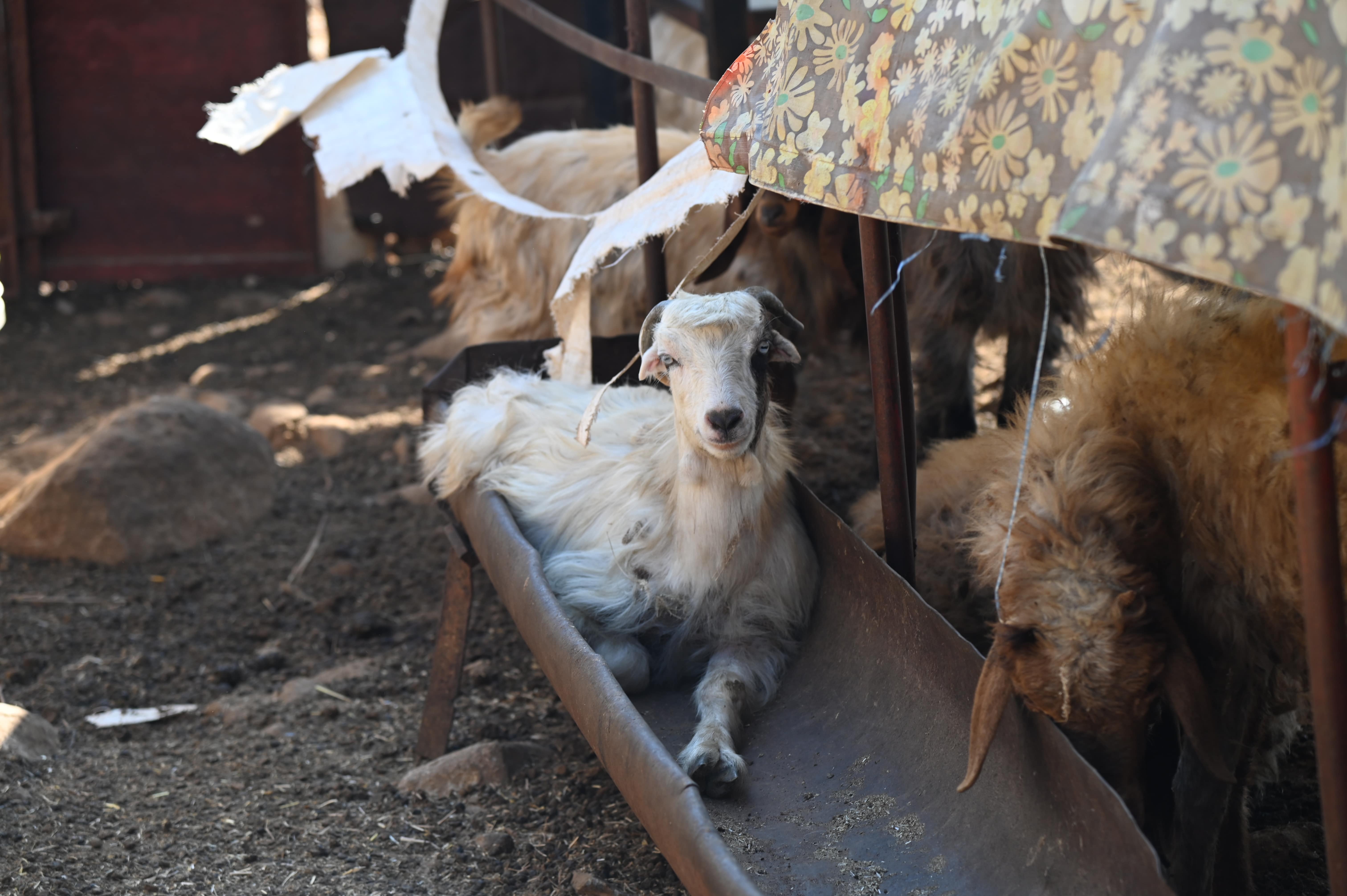 World Vision is improving the skills and knowledge of milk producers ...