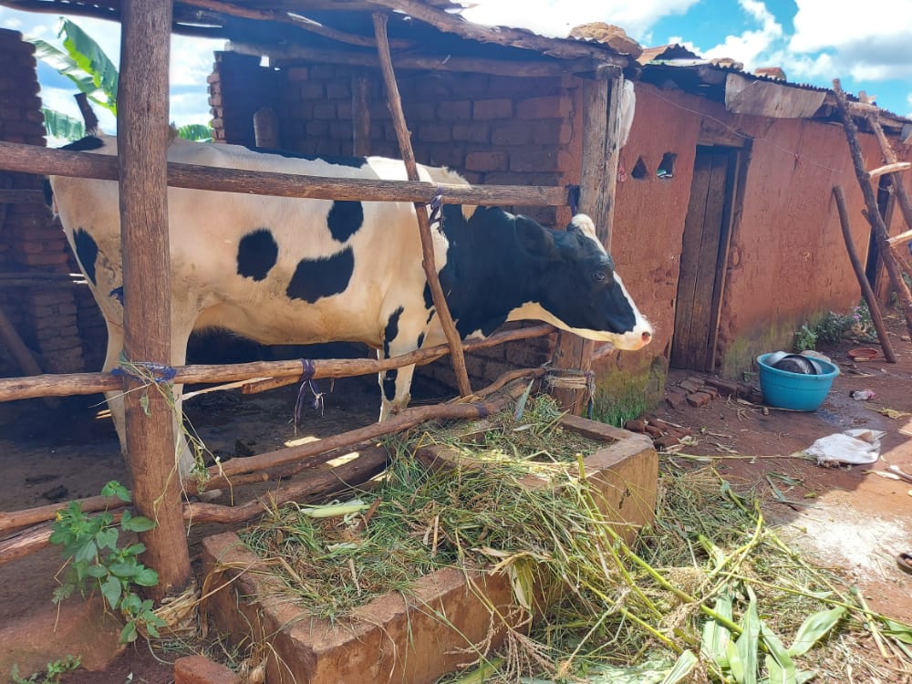 How a Sponsor-Provided Cow Helped One Boy Rewrite His Story | Malawi ...