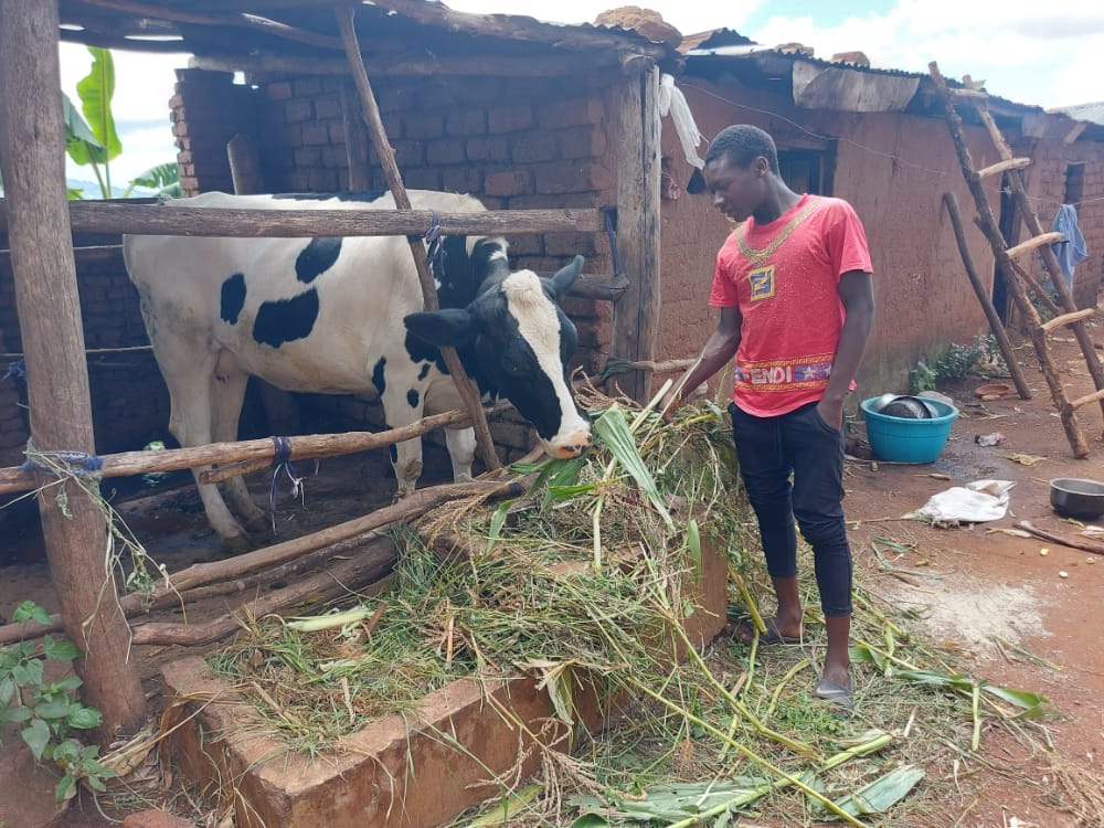 How a Sponsor-Provided Cow Helped One Boy Rewrite His Story | Malawi ...