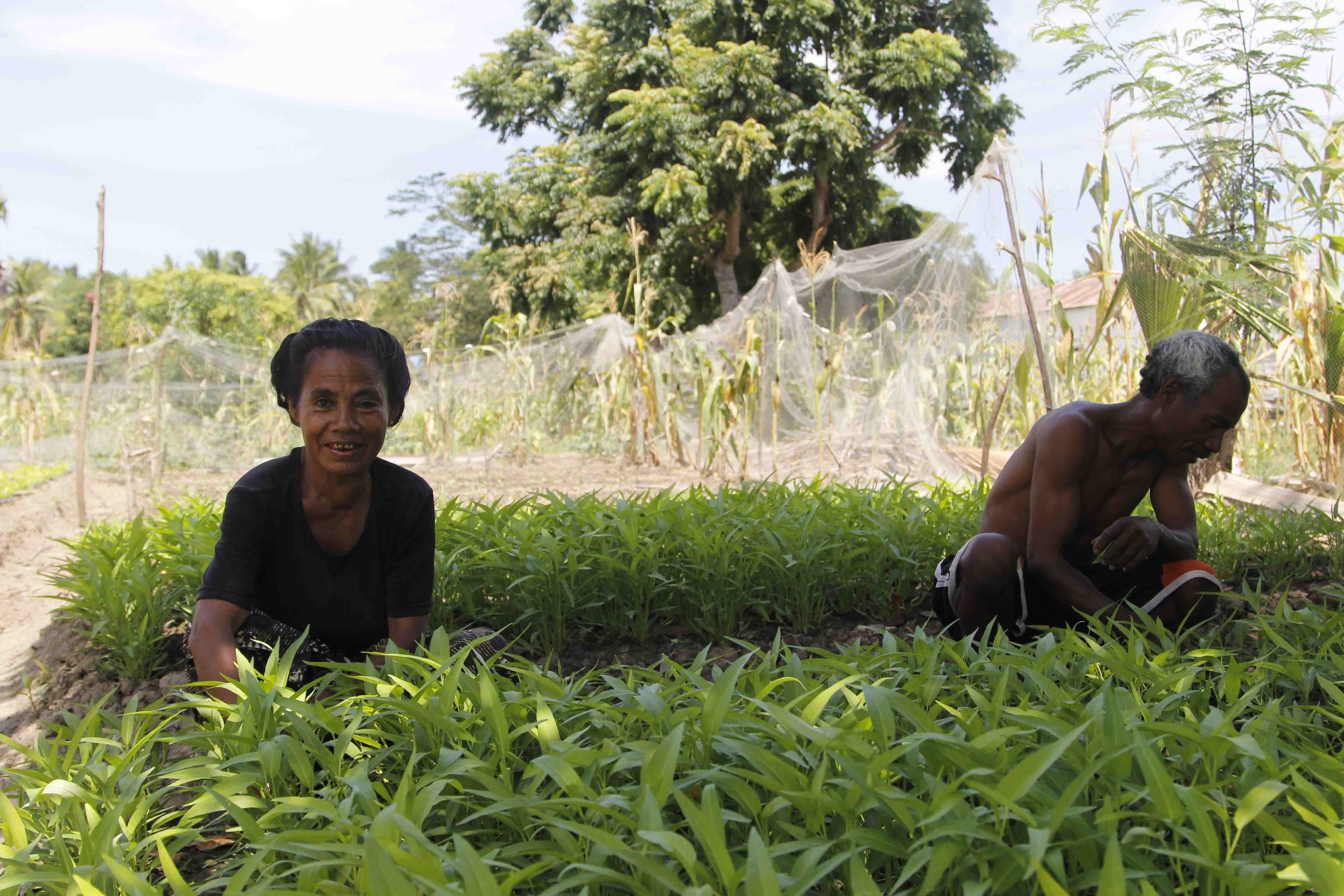 Enhancing resilience for farmers in Timor-Leste | Timor–Leste | World ...