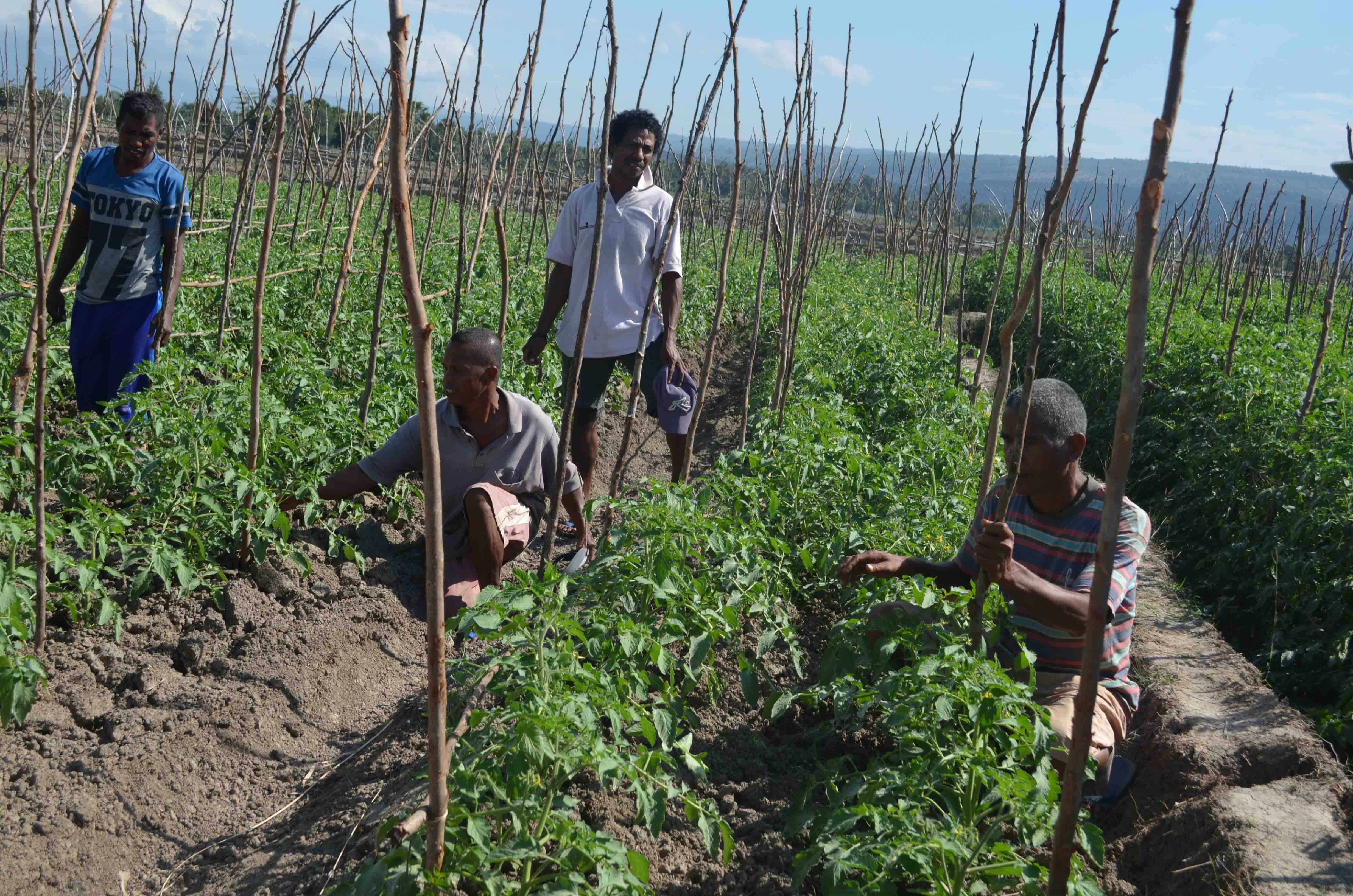 Enhancing resilience for farmers in Timor-Leste | Timor–Leste | World ...
