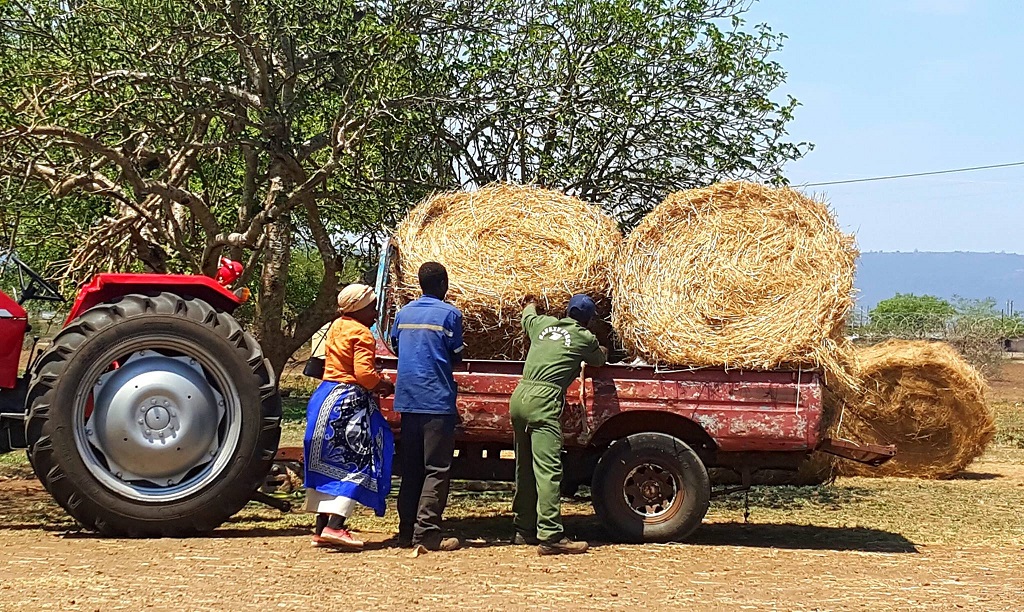 60MT of seeds for drought assistance underway for farmers in Swaziland ...