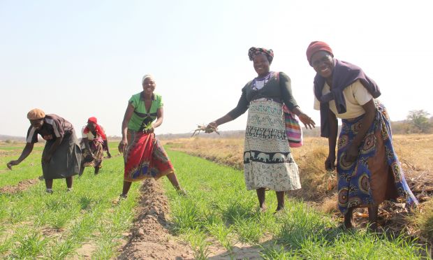 World Vision irrigation project brings fields to life in Zimbabwe ...