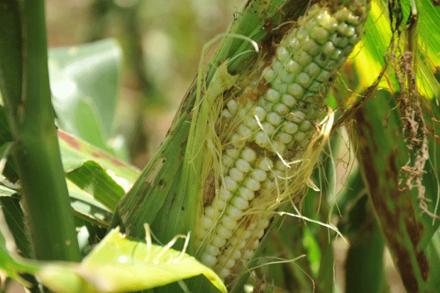 Fall armyworm invasion in Kenya | World Vision International