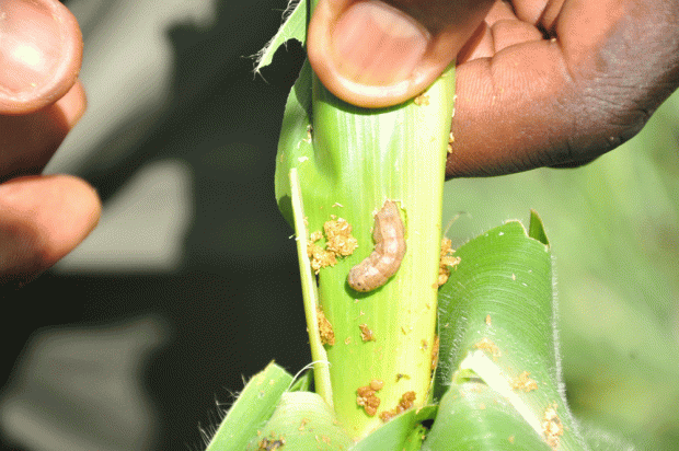 Fall armyworm invasion in Kenya | World Vision International