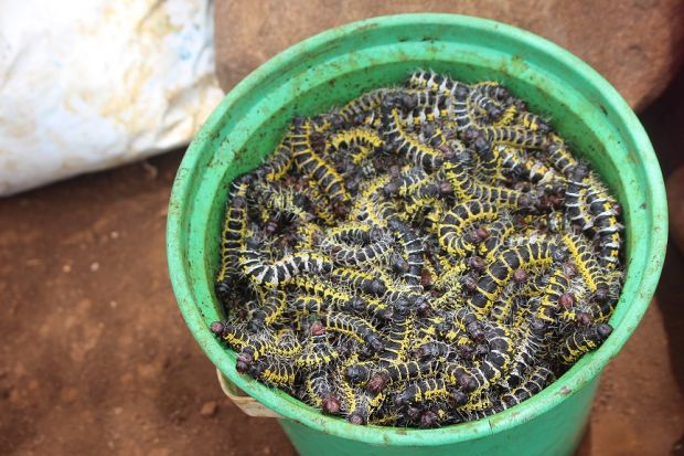 When food is scarce, a Swazi family survives on Mopane worms | World ...