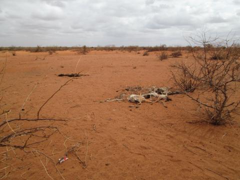 Dolow Somalia: The Perfect Storm | World Vision International