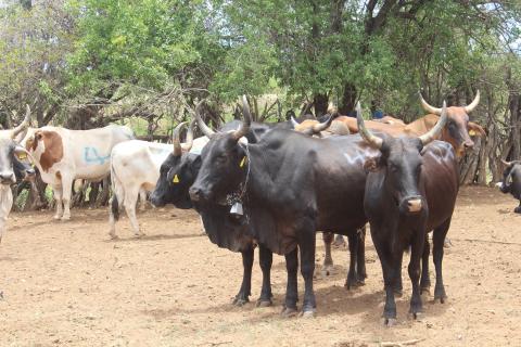 Farmers rush to sell cattle at public auction before winter | World ...