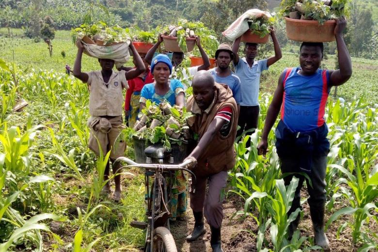 Regreening Africa: An initiative that puts farmers first in Rwanda ...