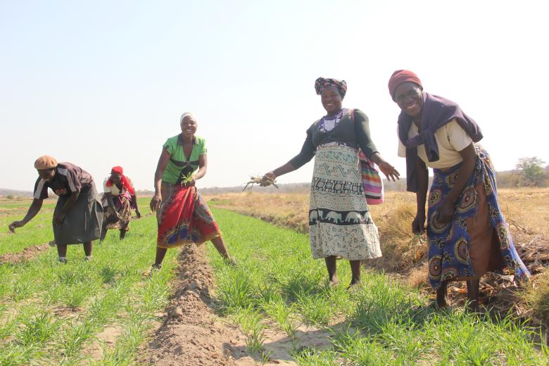 World Vision irrigation project brings fields to life in Zimbabwe ...