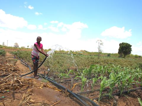Drip irrigation enhances families’ production of safe food for a ...