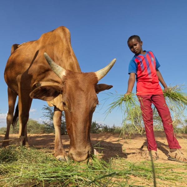 Future-proofing the lives of children in Somaliland through nature ...