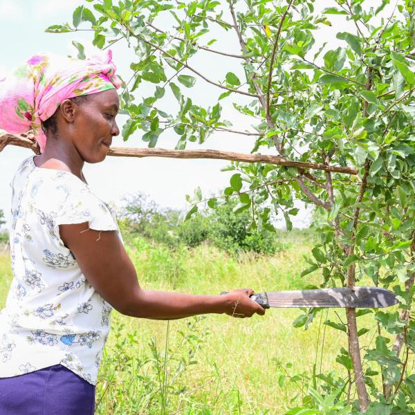 Cost of Treeless Farms Is Child Hunger: Kenya’s Case for Farmer Managed ...