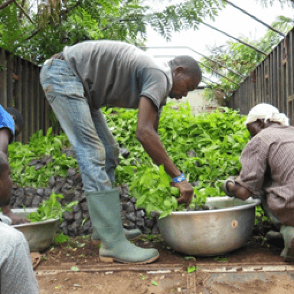 Cocoa Life Project Readable E-version Fact Sheet | Ghana | World Vision ...