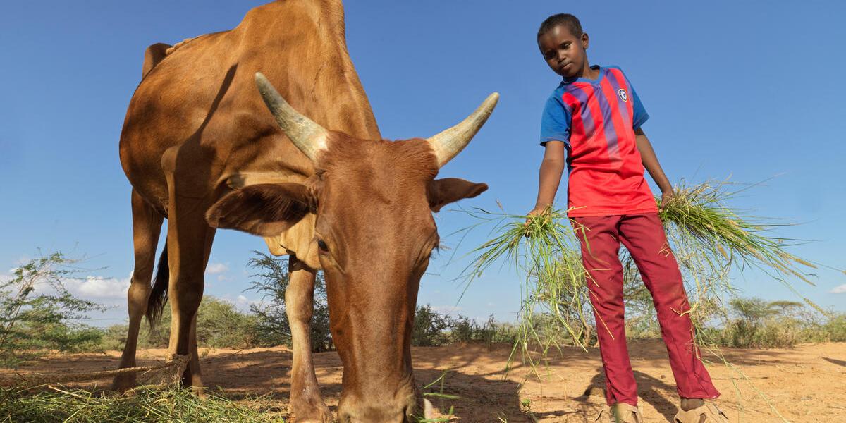 Future-proofing the lives of children in Somaliland through nature ...
