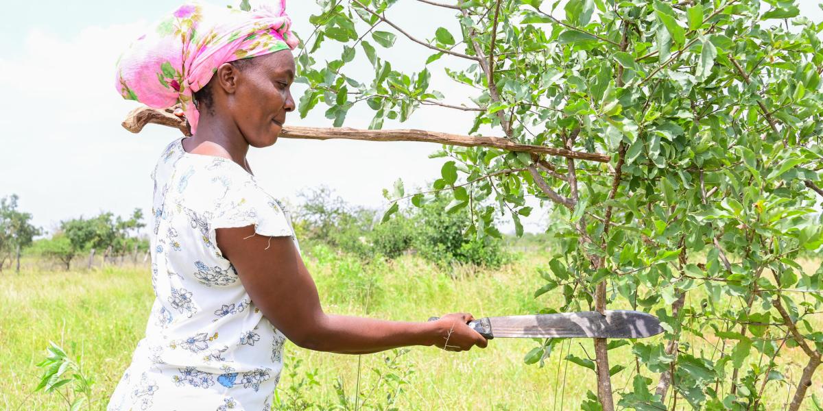 Cost of Treeless Farms Is Child Hunger: Kenya’s Case for Farmer Managed ...
